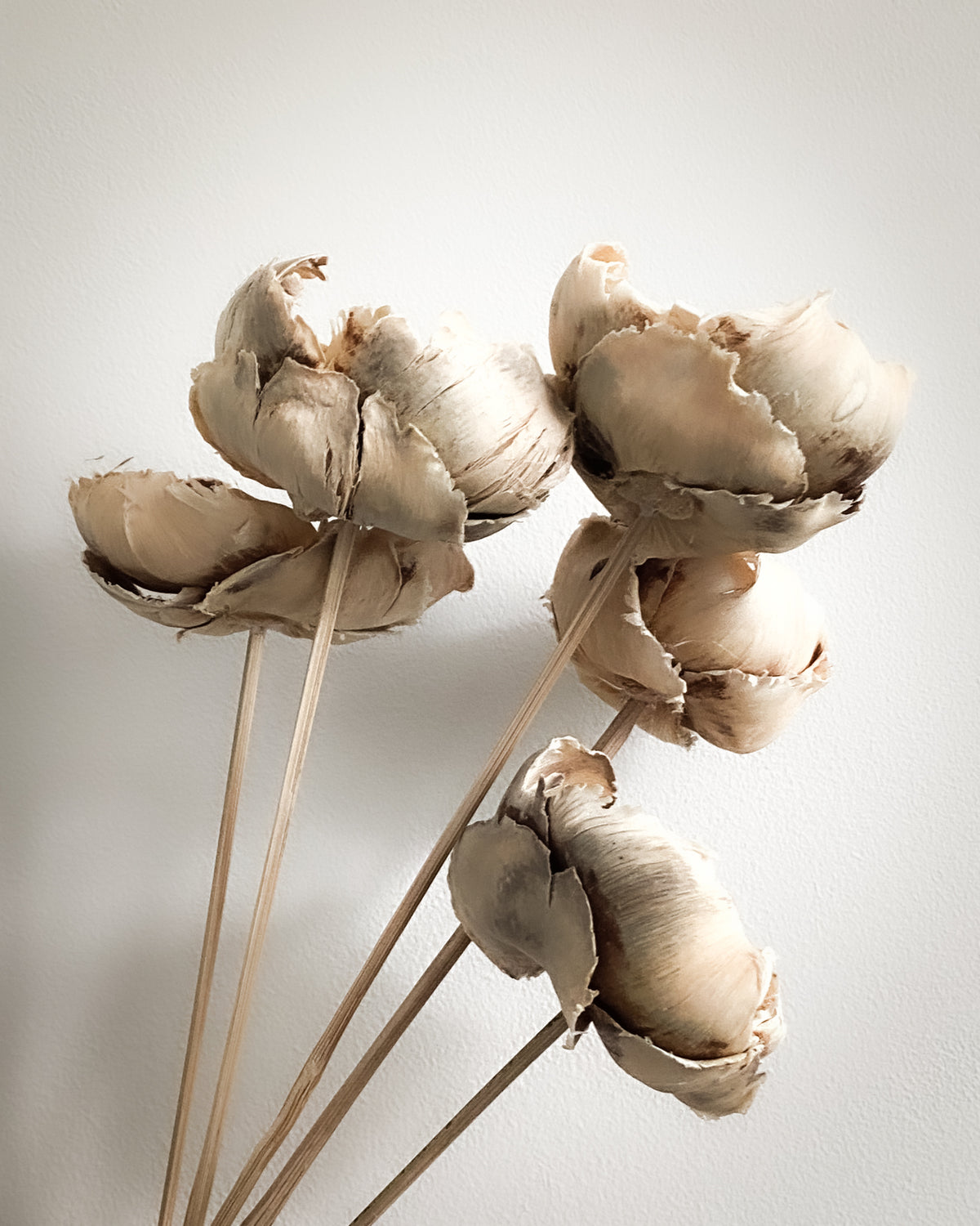 Dried Palm Cups - Rustic Ecru