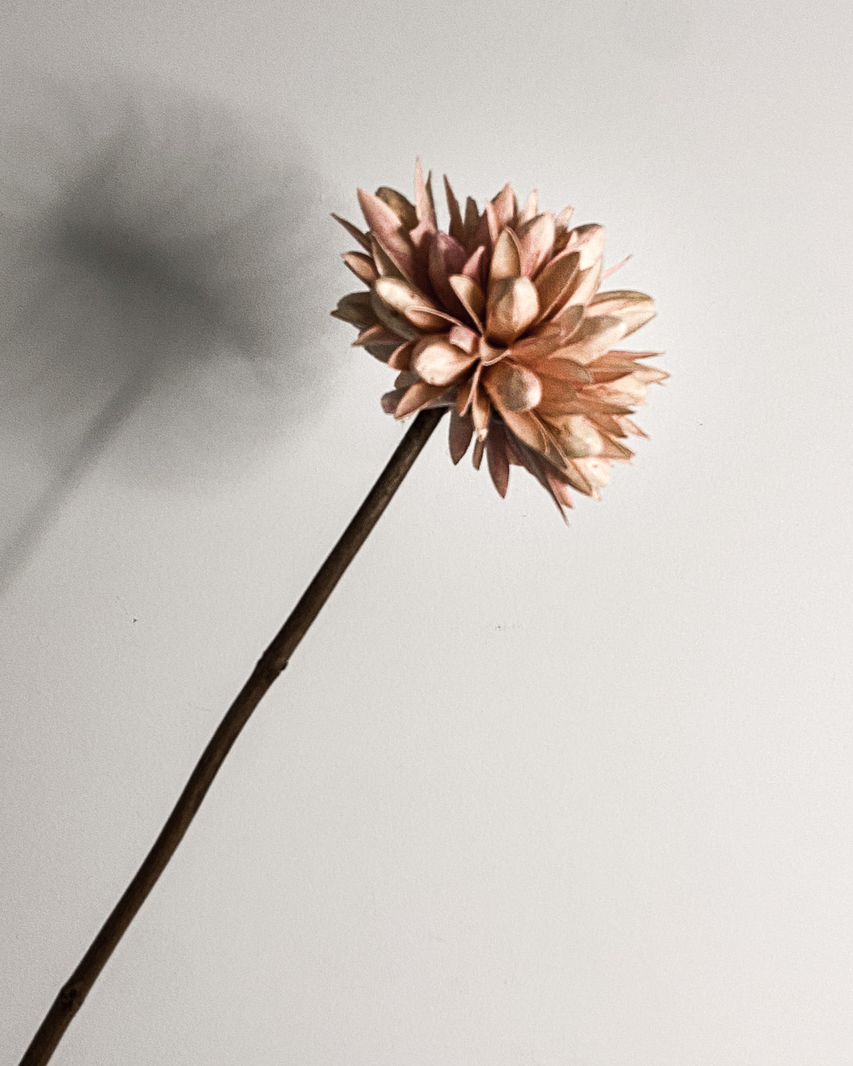 Dried Magnolia Seedflowers - Blush Pink